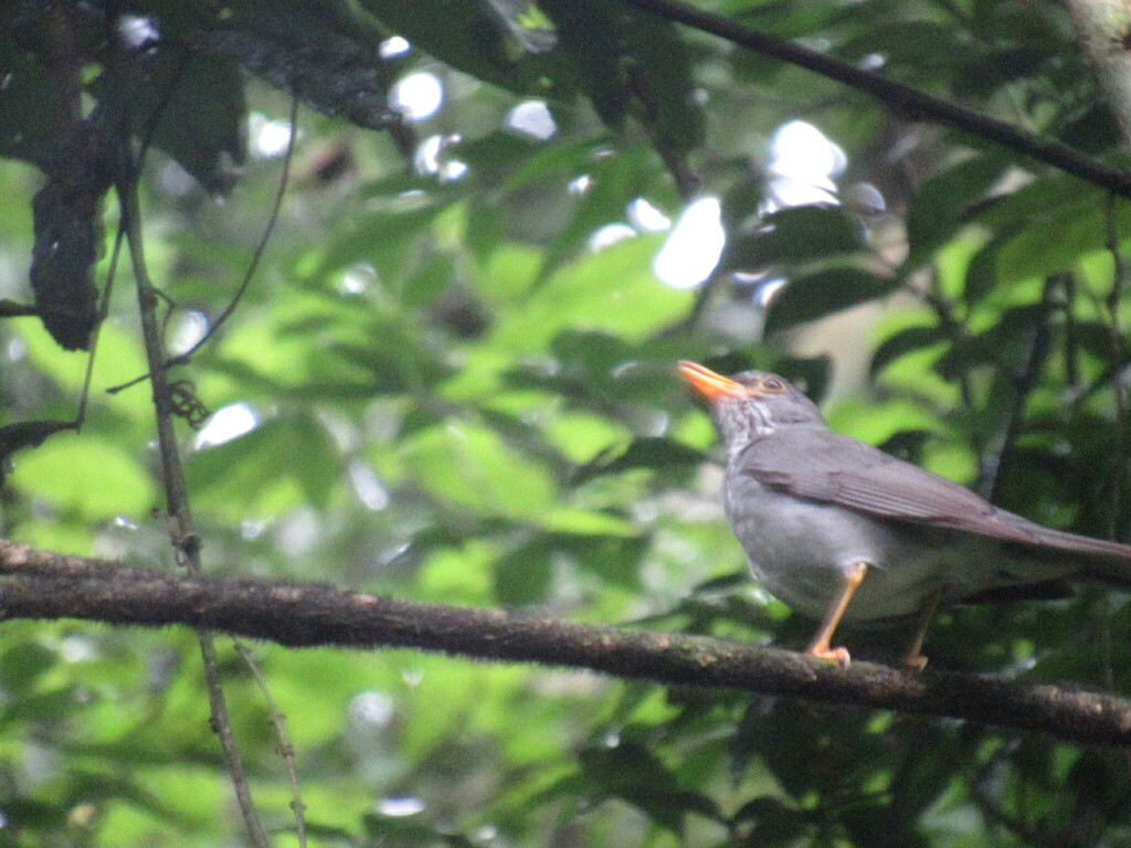 Blacksmith Thrush from Bom Retiro - SC, 88680-000, Brasil on December ...
