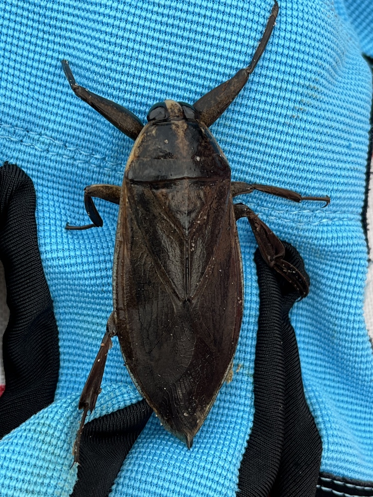 Eastern Toe-biter in December 2024 by muckama · iNaturalist