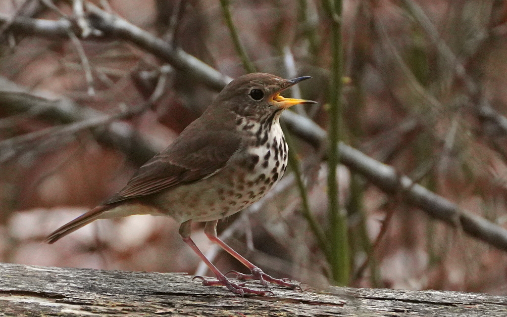Hermit Thrush from Accomack County, VA, USA on December 27, 2024 at 02: ...