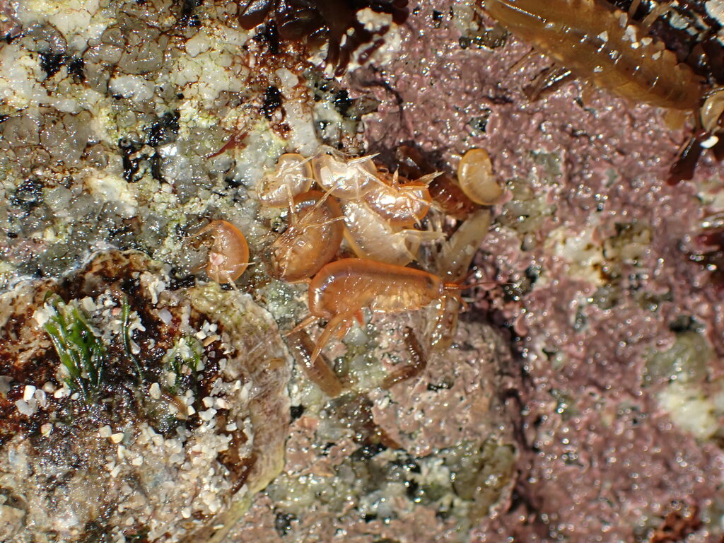 Gammaridae from Île Ségal, 29810 Plouarzel, France on December 1, 2024 ...