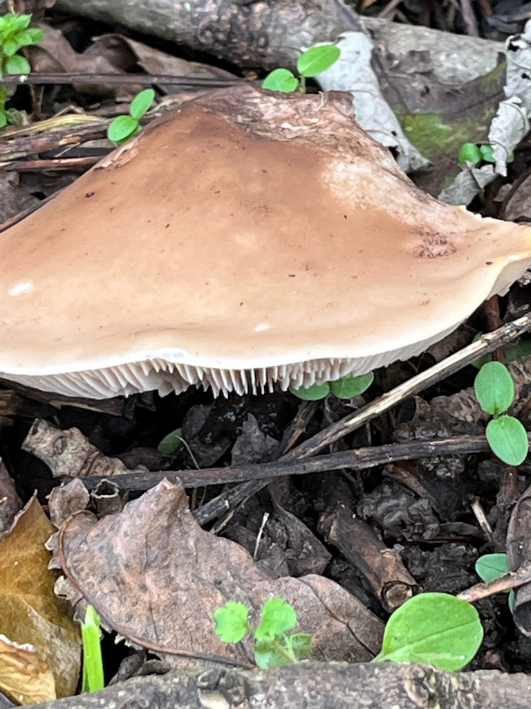 Field Blewit from York, England, GB on December 25, 2024 at 09:55 AM by ...
