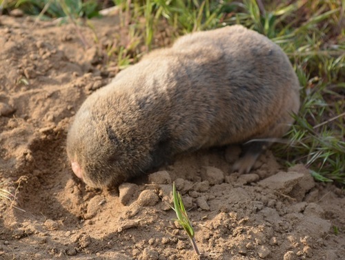 Lesser Mole Rat (Spalax leucodon) · iNaturalist