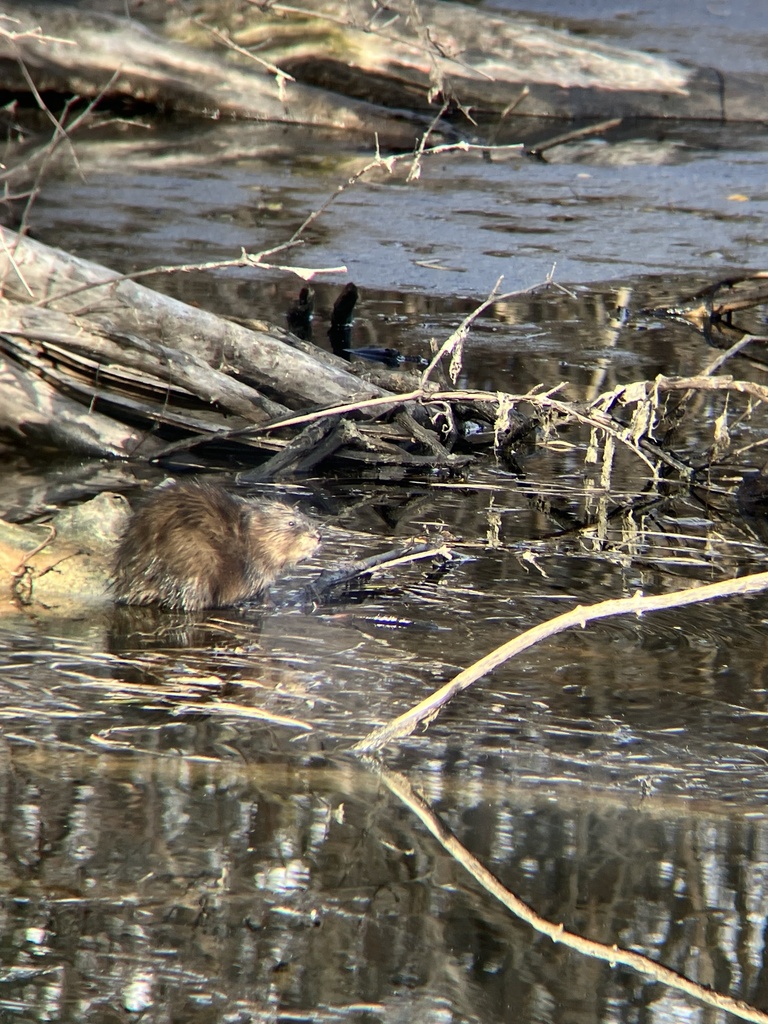 Muskrat from Robert H. Long Nature Park, Commerce Township, MI, US on ...