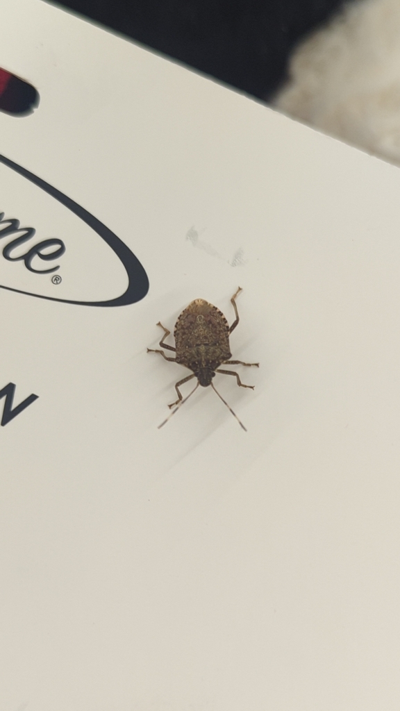 Brown Marmorated Stink Bug from Sharonville, OH, USA on December 28 ...