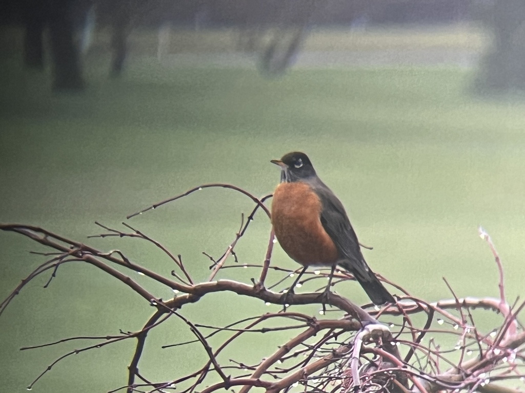 American Robin in December 2024 by Rohan B · iNaturalist
