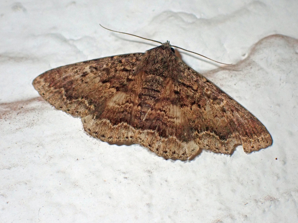 Lawson's Night Moth from Rockhampton QLD, Australia on December 28 ...