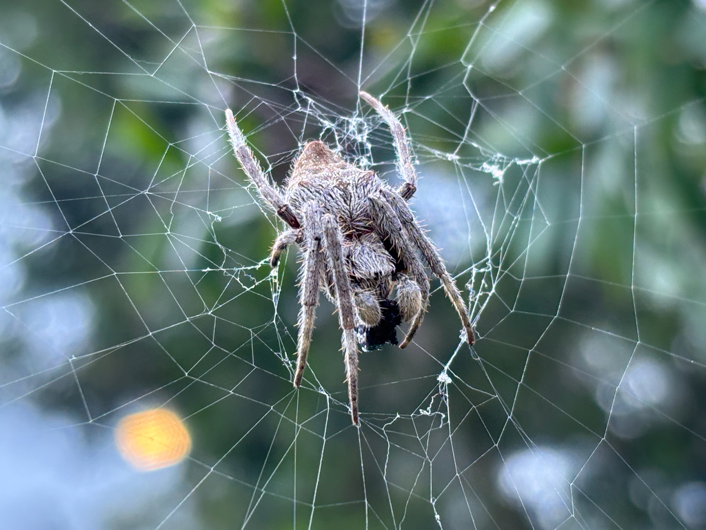 Australian Garden Orb Weaver from Mangrove Walk, Brisbane, QLD, AU on ...