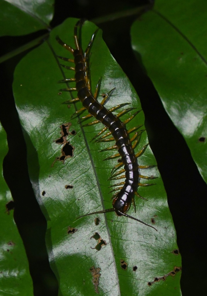 Scolopendrid Centipedes from Koror, Palau on June 12, 2024 at 07:12 AM ...