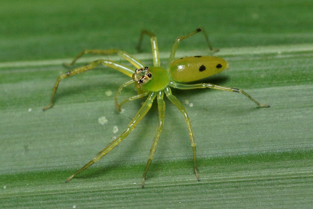 Translucent Green Jumping Spiders from Puerto Morelos, Quintana Roo ...
