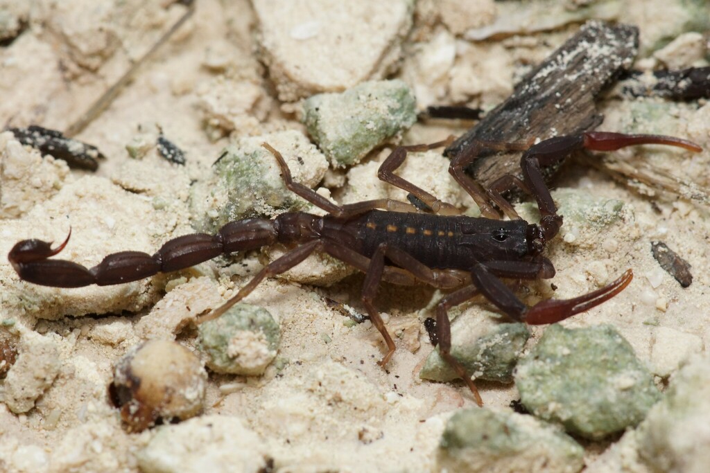 Slender Brown Scorpion from Puerto Morelos, Quintana Roo, Mexico on ...