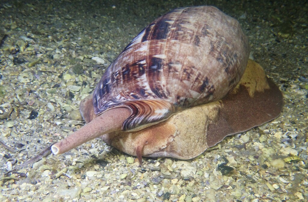 Magnificent Volute from Cabbage Tree Bay on December 28, 2024 at 07:12 ...