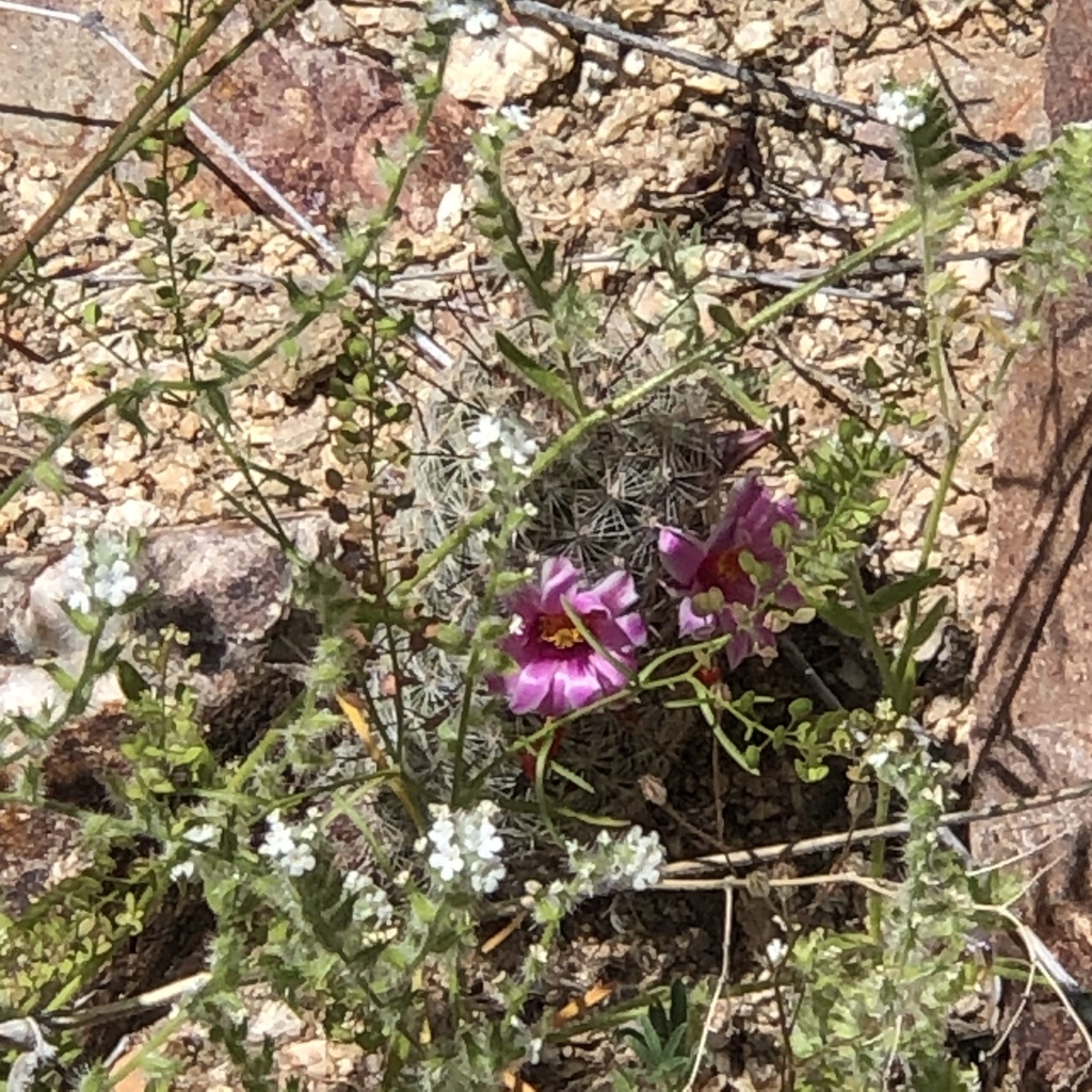 Graham's nipple cactus from Coronado National Forest, Mount Lemmon, AZ ...