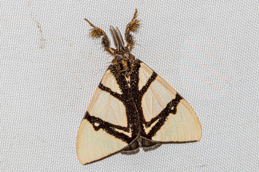 Numenes contrahens from Chula 10 on July 2, 2022 at 08:54 AM by dave ...