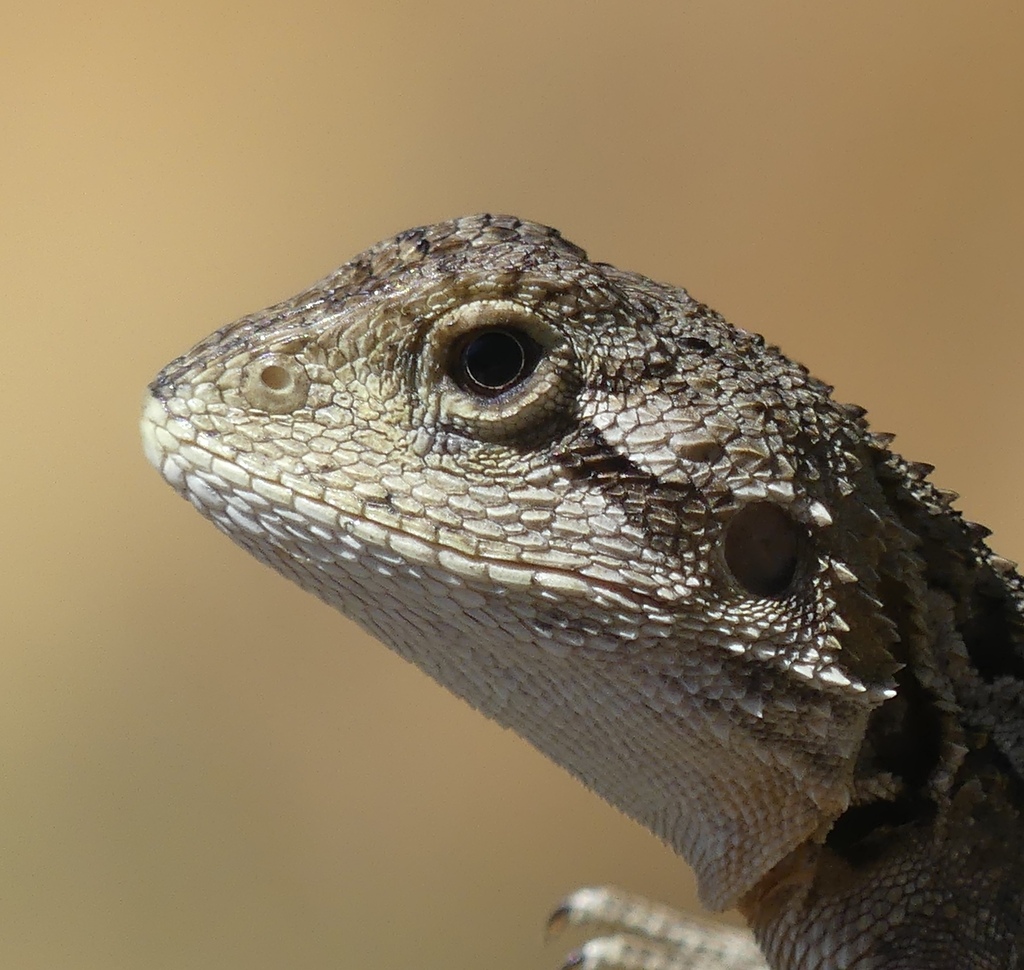 Jacky Dragon in December 2024 by matthewlh · iNaturalist