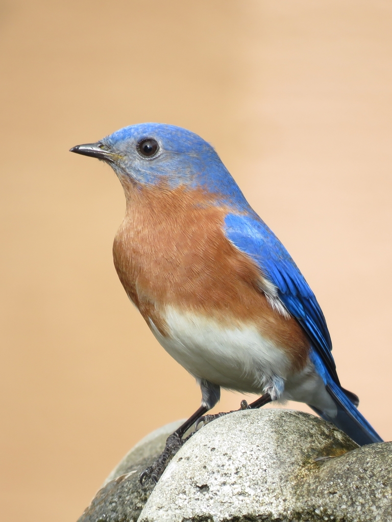 Eastern Bluebird from Palm Coast, FL, USA on December 28, 2024 at 03:00 ...