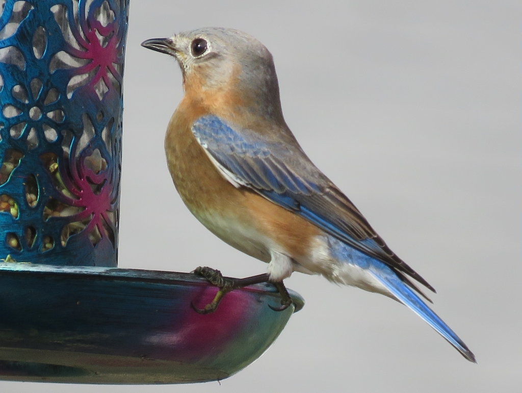Eastern Bluebird from Palm Coast, FL, USA on December 28, 2024 at 03:00 ...