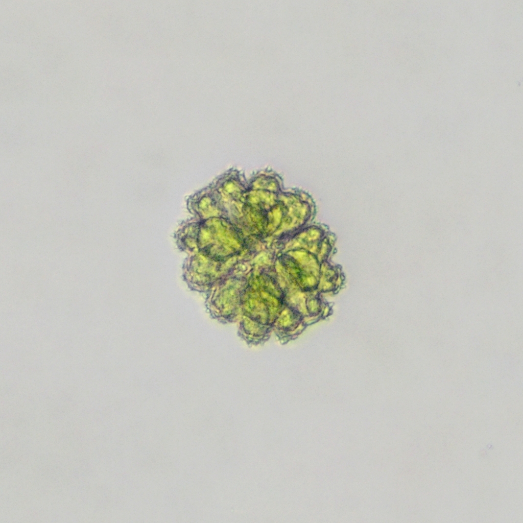 Euastrum spinulosum from Shenzhen, CN-GD, CN on April 28, 2024 at 11:14 ...