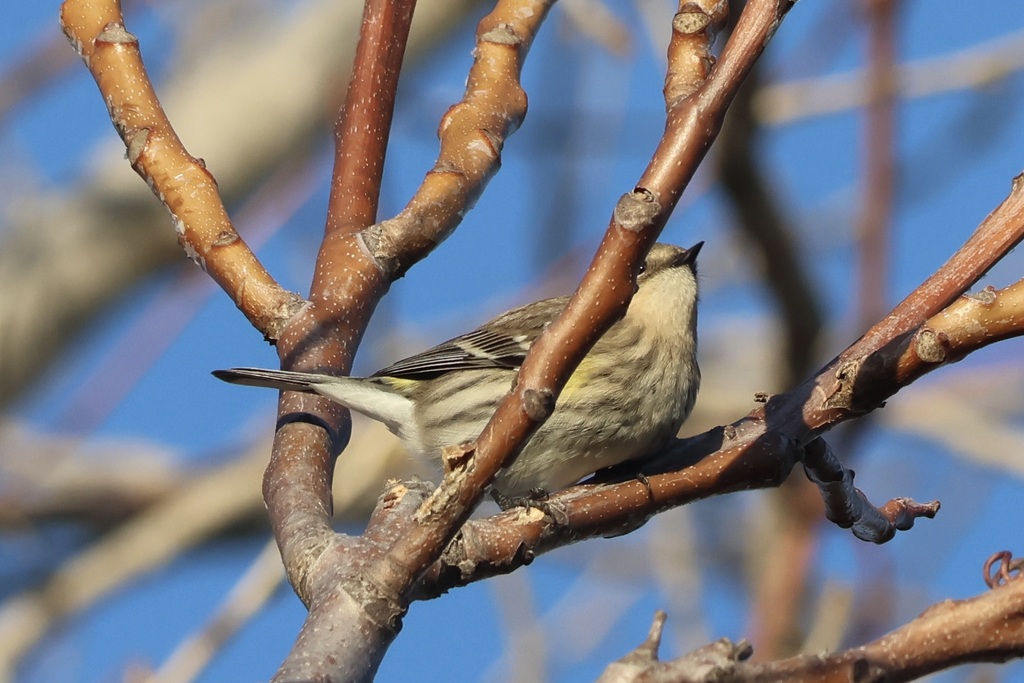 Yellow-rumped Warbler from Fair Oaks, CA, USA on December 17, 2024 by ...