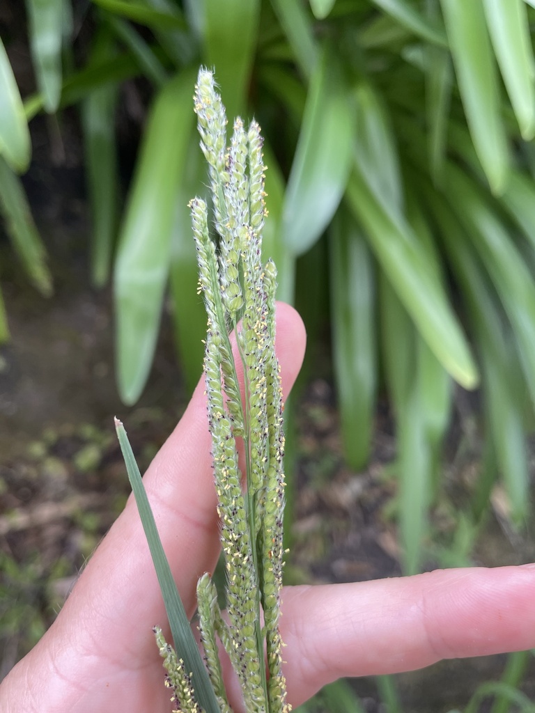 Vasey Grass from North Island / Te Ika-a-Māui, Whitianga, Waikato, NZ ...