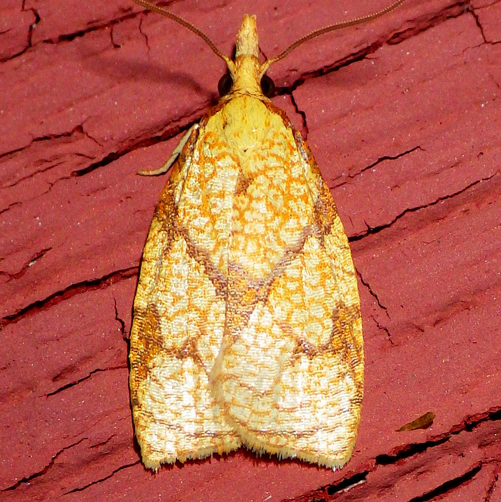 Reticulated Fruitworm Moth from Fitzgerald Rd, Burdett, NY 14818, USA ...