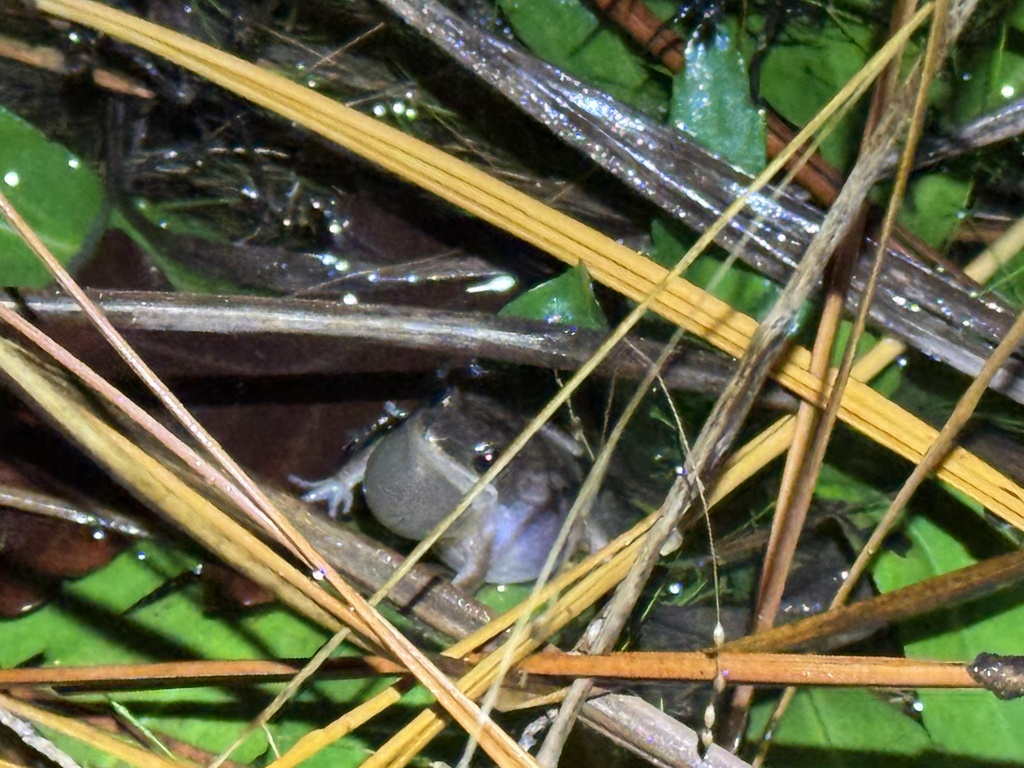 Cajun Chorus Frog from Kisatchie National Forest, Elmer, LA, US on ...