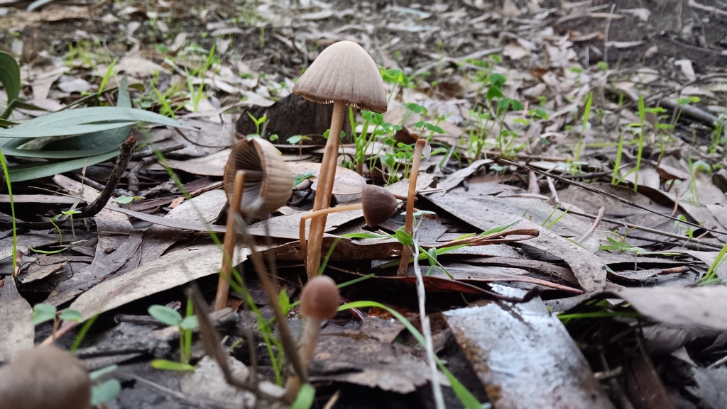 rootlet brittlestem from Albany, CA, USA on November 27, 2024 at 04:45 ...