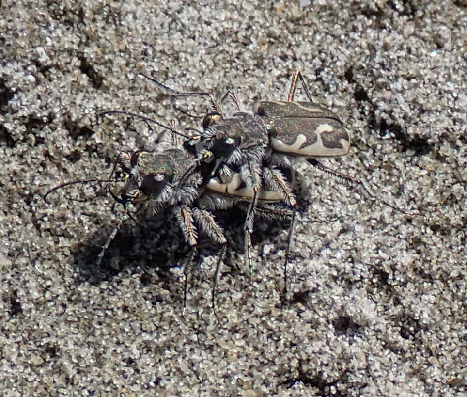 New Zealand Common Tiger Beetle from Foxton Beach, New Zealand on ...