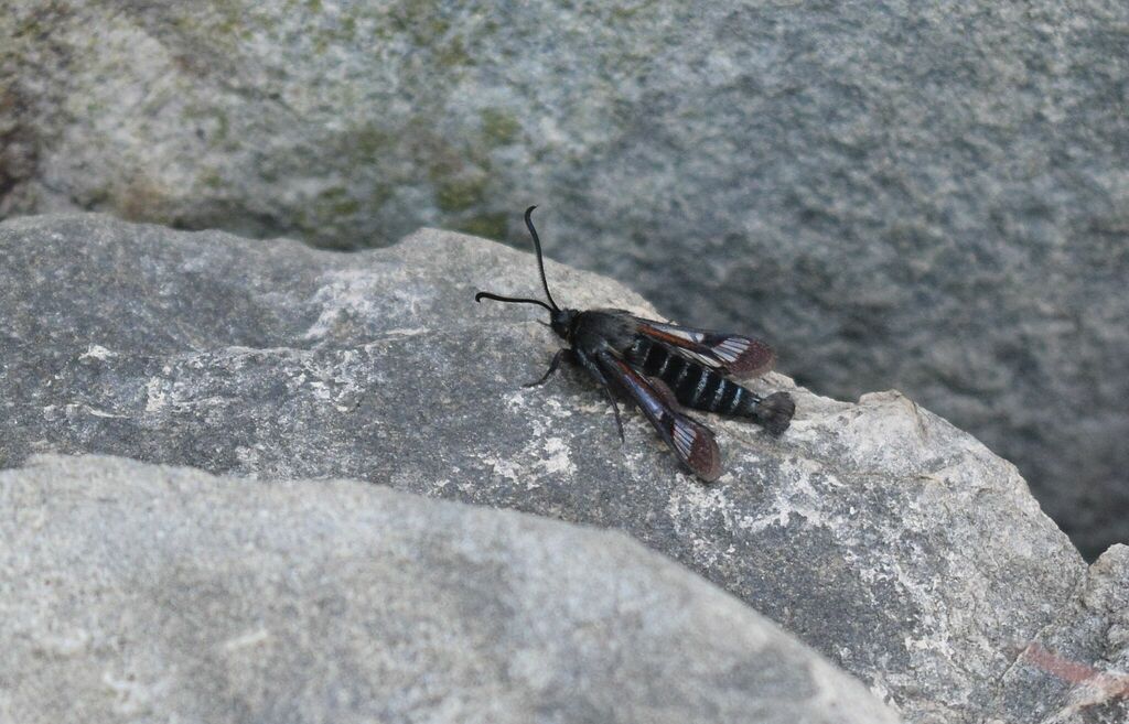 Fireweed Clearwing Moth from Tuolumne County, CA, USA on July 13, 2024 ...