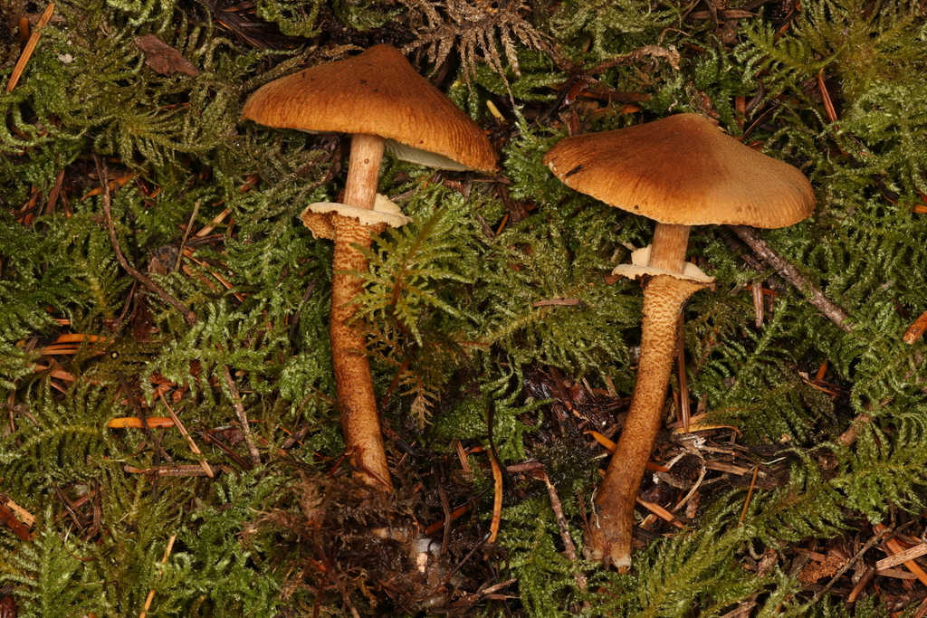 Cystoderma carcharias fallax from Randle, WA 98377, USA on November 2 ...