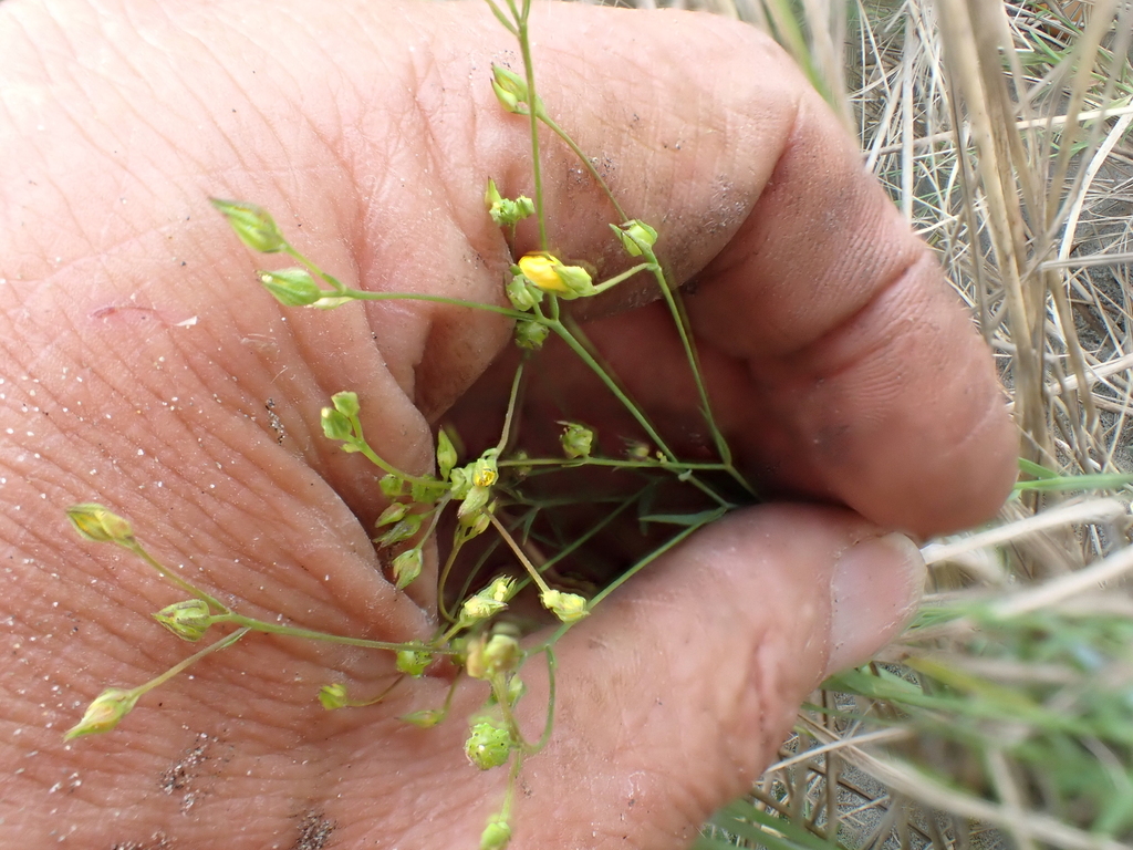 French flax from Foxton Beach, New Zealand on December 29, 2024 at 07: ...