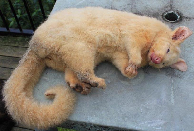 Baby Golden Brushtail Possum