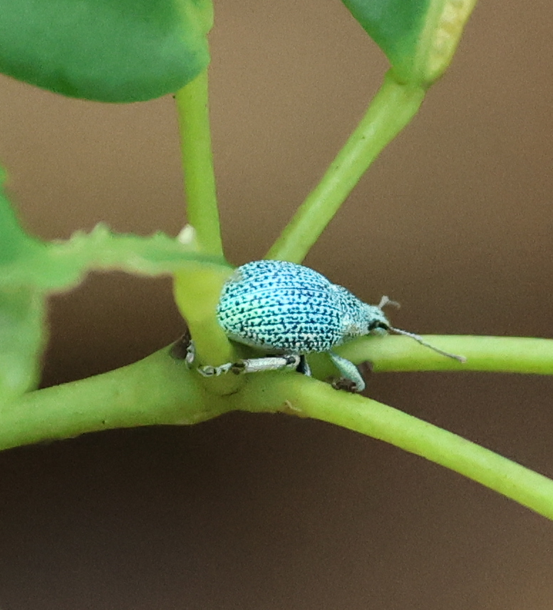 Broad-nosed Weevils from Territory Day Park, Christmas Island 6798 ...