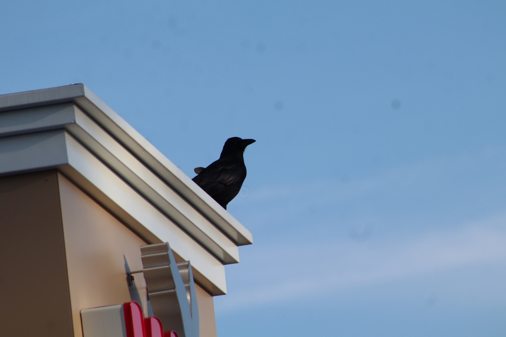 American Crow from Hatboro, PA 19040, USA on December 27, 2024 at 03:48 ...