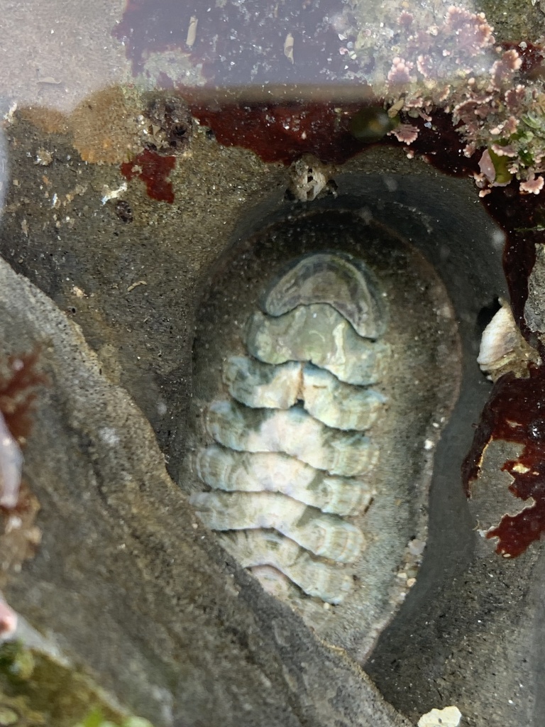 Conspicuous Chiton from North Pacific Ocean, CA, US on December 28 ...