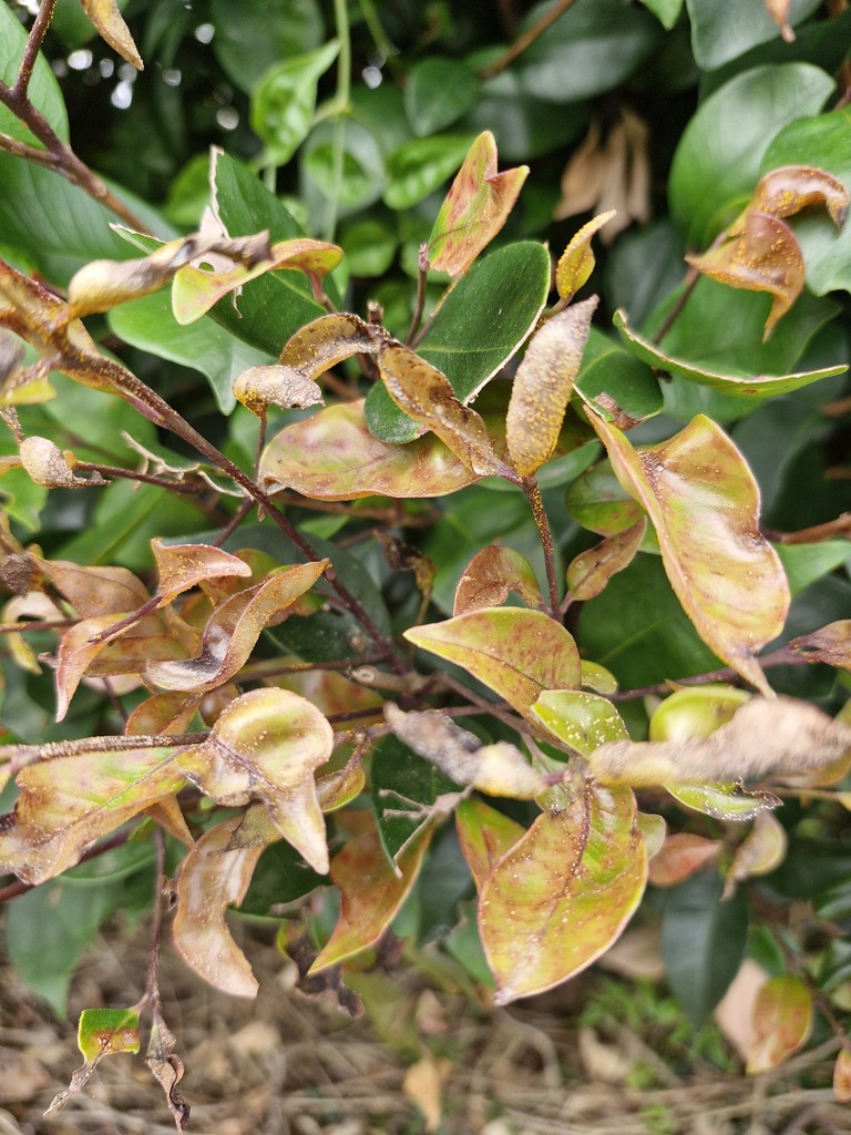 Myrtle Rust from 294 Birkdale Road on December 27, 2024 by kroys ...