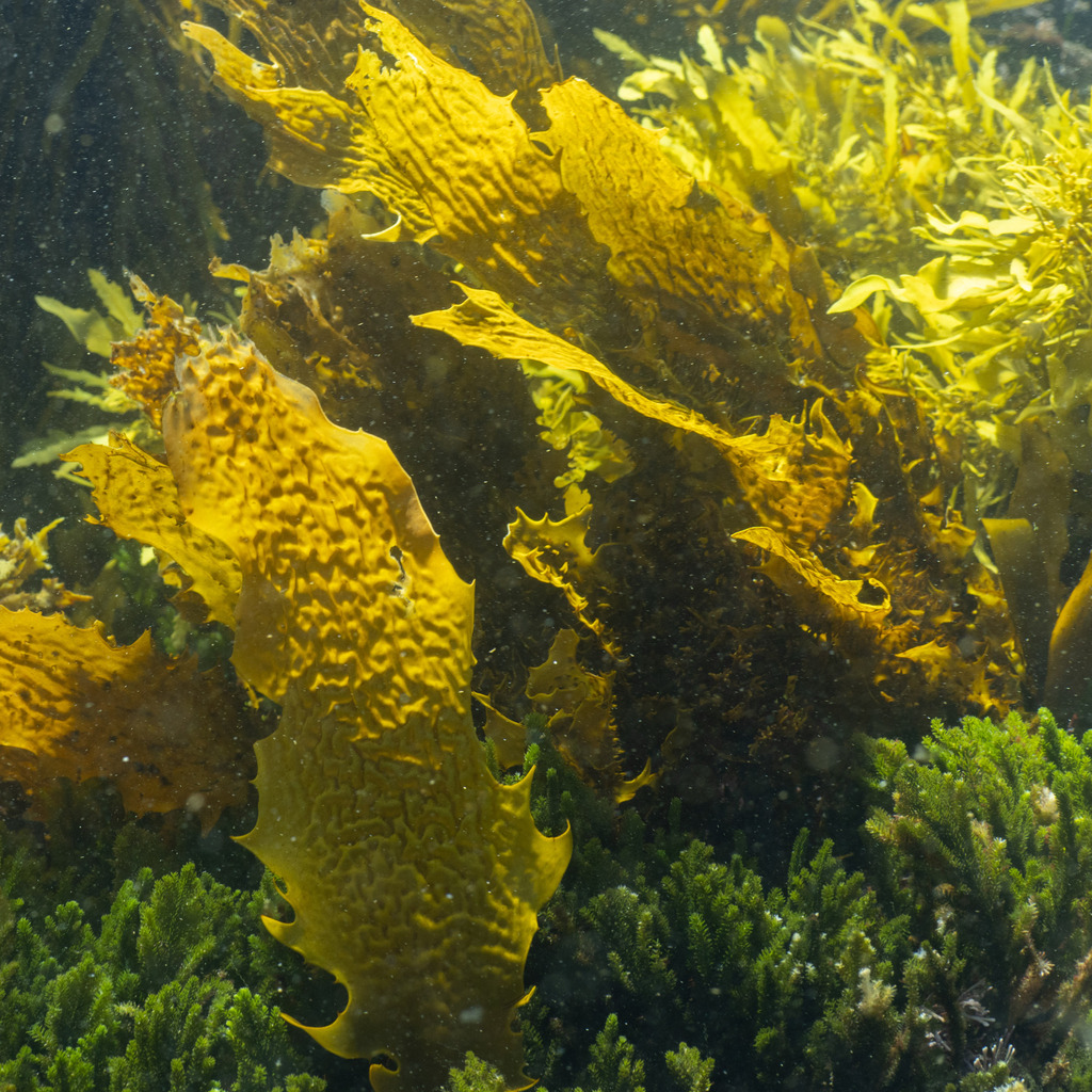 Common Kelp from Eurobodalla, AU-NS, AU on December 29, 2024 at 11:38 ...