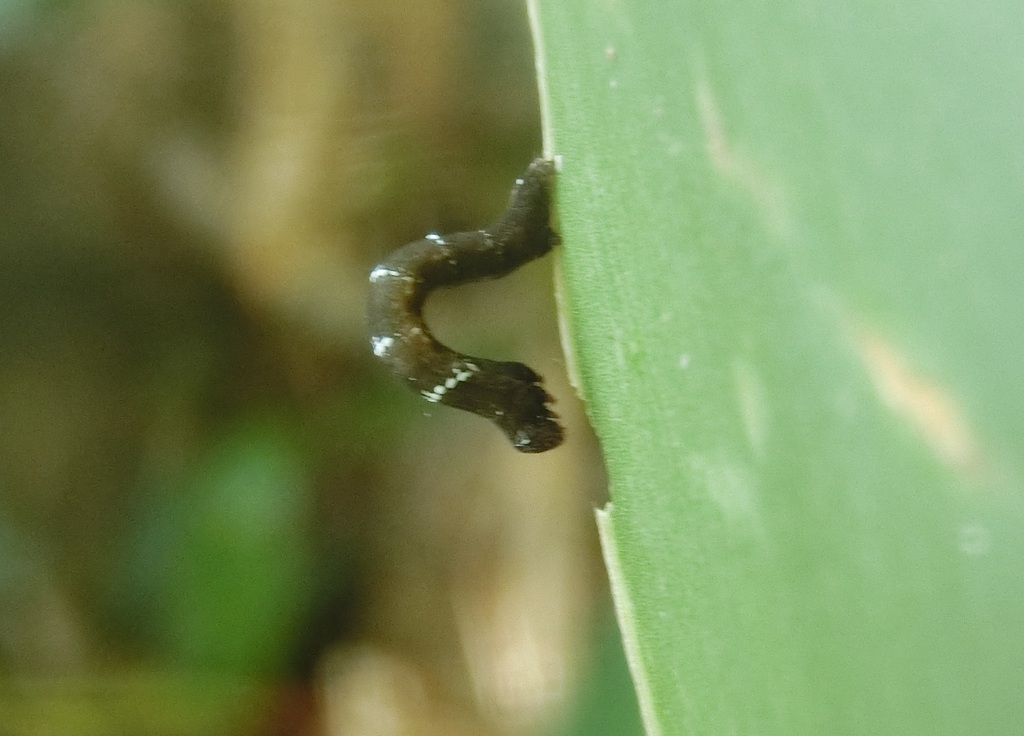 Black Looper from 511台灣彰化縣社頭鄉 on December 29, 2024 at 10:05 AM by ...