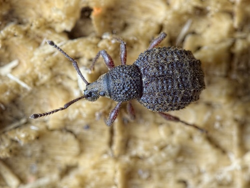 Otiorhynchus porcatus · iNaturalist