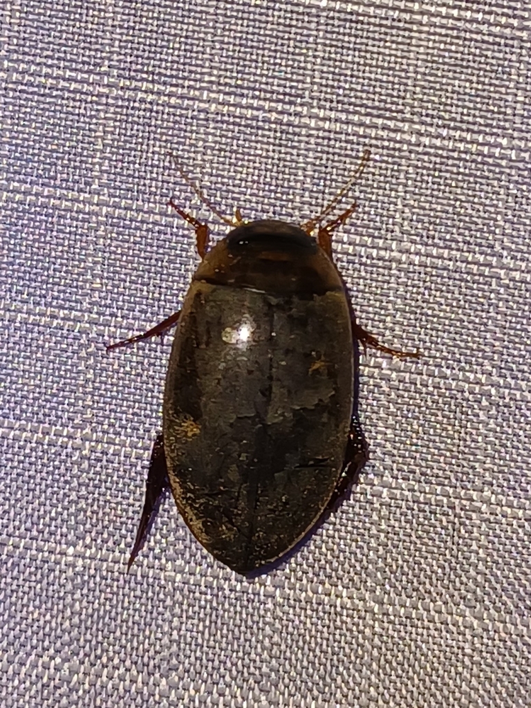Rhantus from Mossel Bay Local Municipality, South Africa on December 26 ...