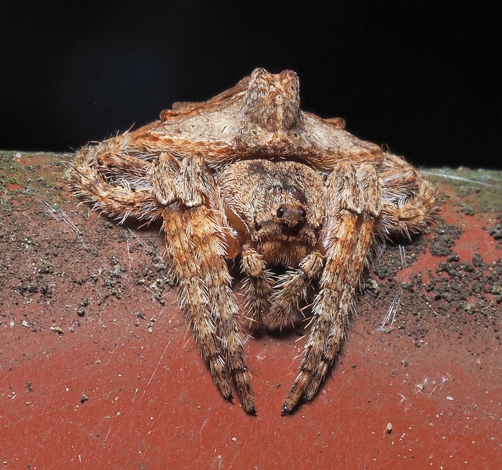 Wrap-around Spiders from Kalamunda WA, Australia on December 14, 2024 ...