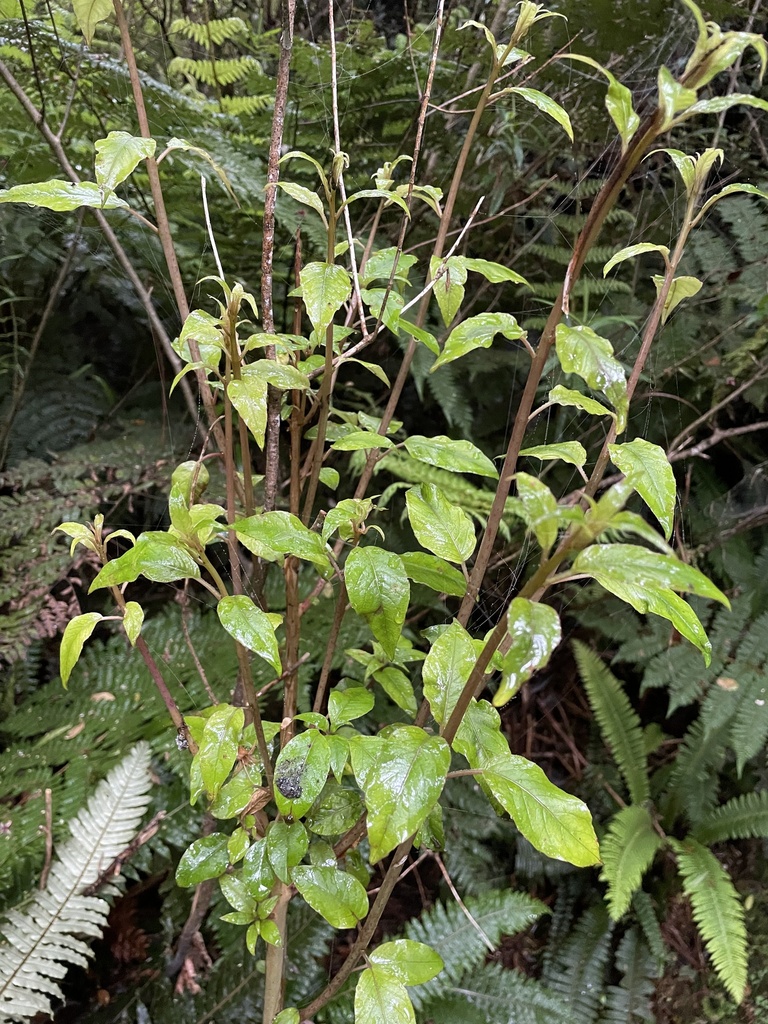 Kōtukutuku from South Island / Te Waipounamu, Waitati, Otago, NZ on ...