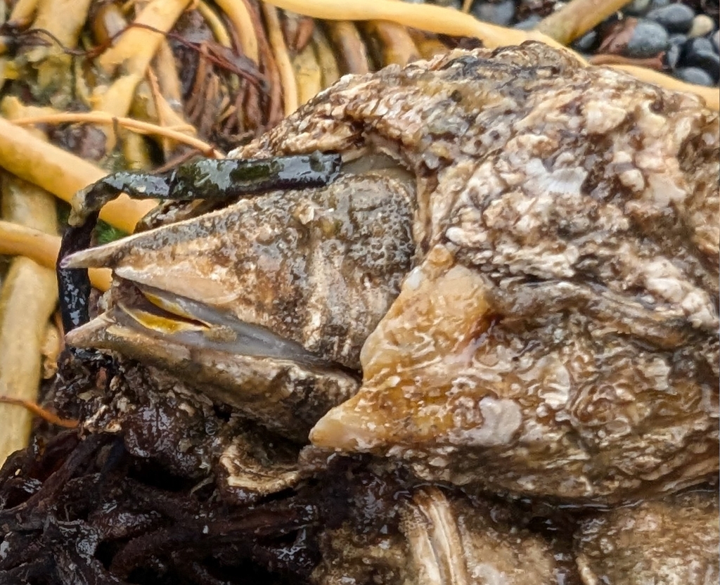 Giant Acorn Barnacle from Sooke, BC V9Z 0R8, Canada on December 22 ...