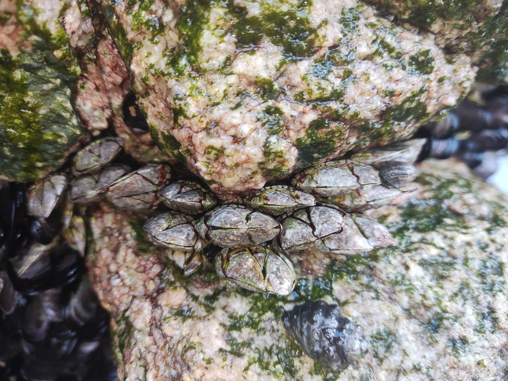 Japanese goose barnacle from 2559 Nijōfukui, Itoshima, Fukuoka 819-1631 ...