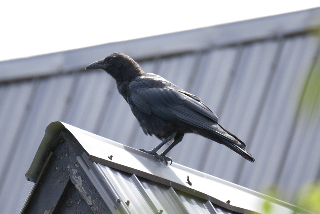 Common Raven from Grand Manan, NB, Canada on August 23, 2024 at 01:22 ...