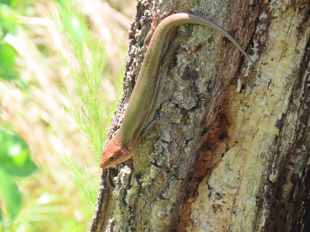 Broad-headed Skink from Stanly County, NC, USA on July 24, 2019 at 12: ...
