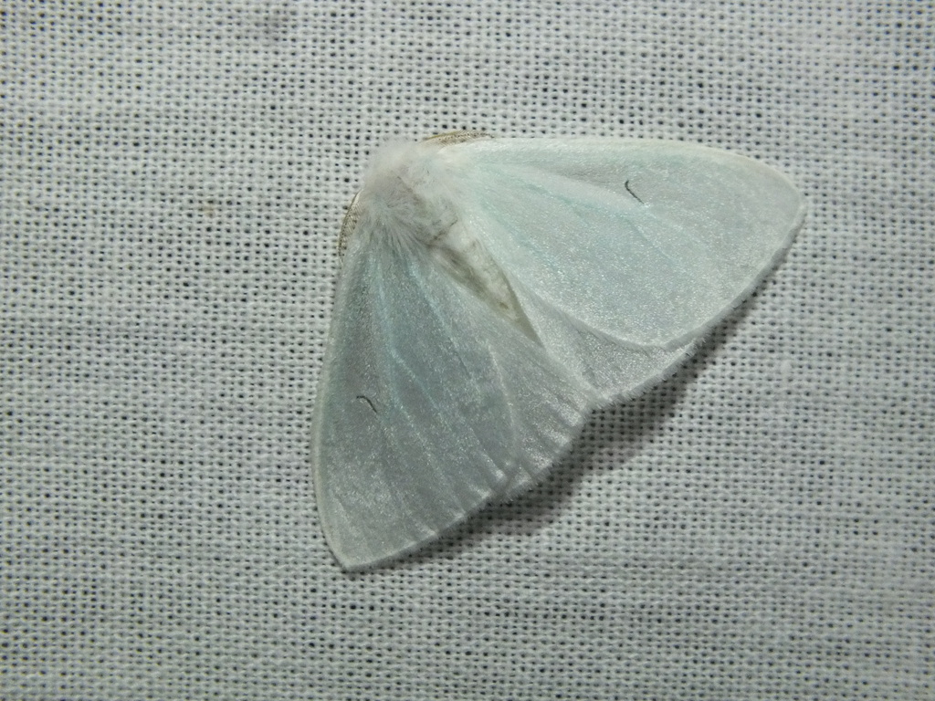 Black V Moth from Котельничский р-н, Кировская обл., Россия on August ...