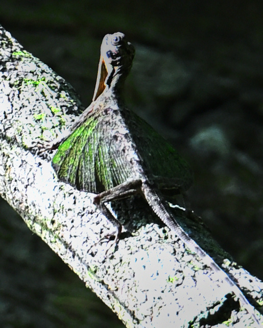 Two-spotted Flying Lizard from Mabuhay, South Cotabato, Philippines on ...