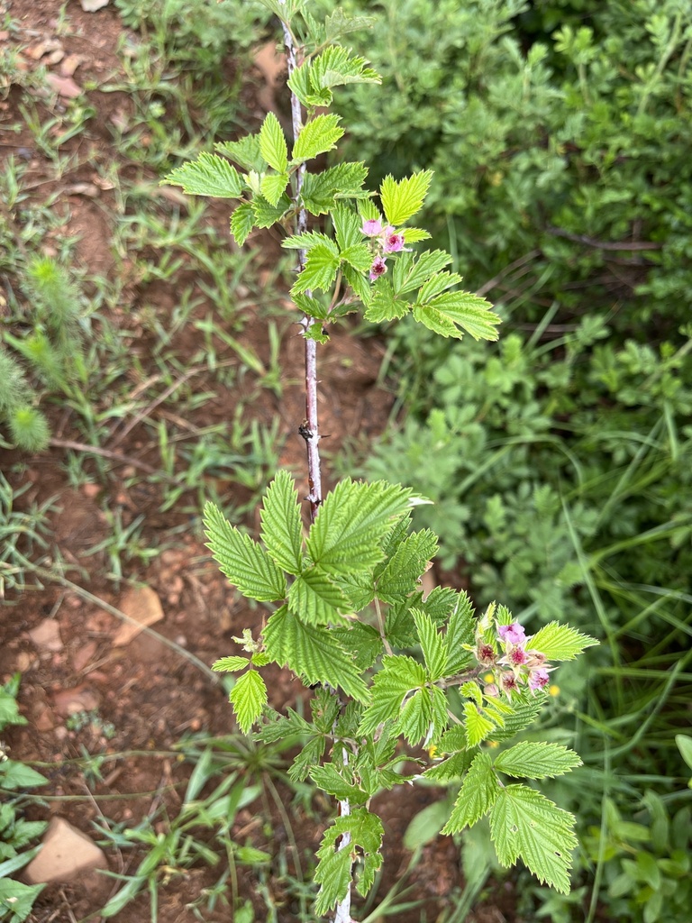Ceylon Raspberry from Ehlanzeni, ZA-MP, ZA on December 22, 2024 at 05: ...
