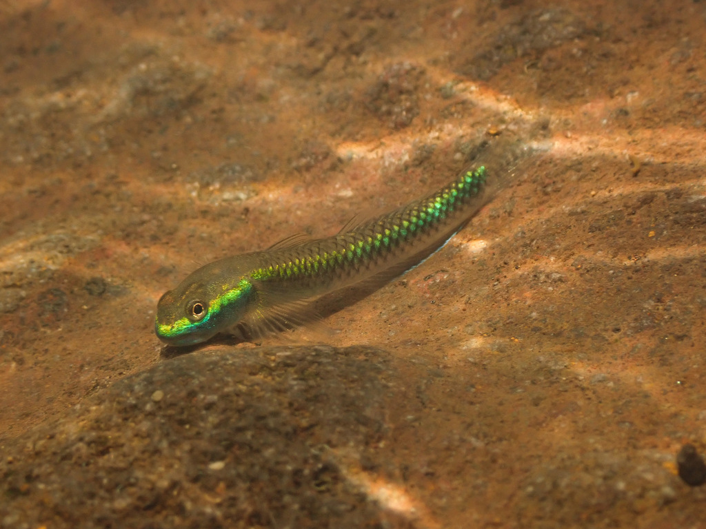 Cobalt Blue Goby from Bali, Indonesia on November 28, 2024 at 01:47 PM ...