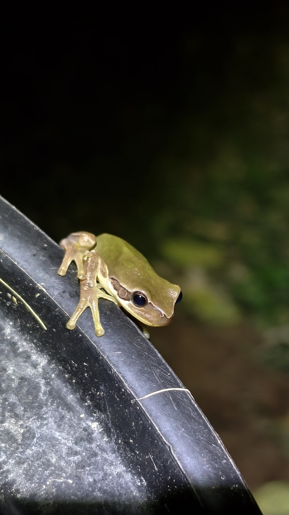 Common Chinese Tree Frog from 630台灣雲林縣斗南鎮630 on December 29, 2024 at 06 ...
